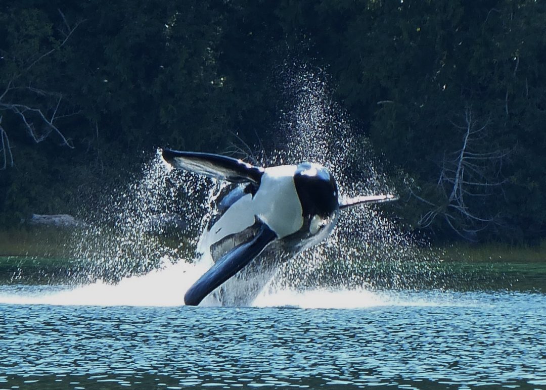 Whale/Wildlife Watching & Adventure Journey - Aboriginal Journeys ...